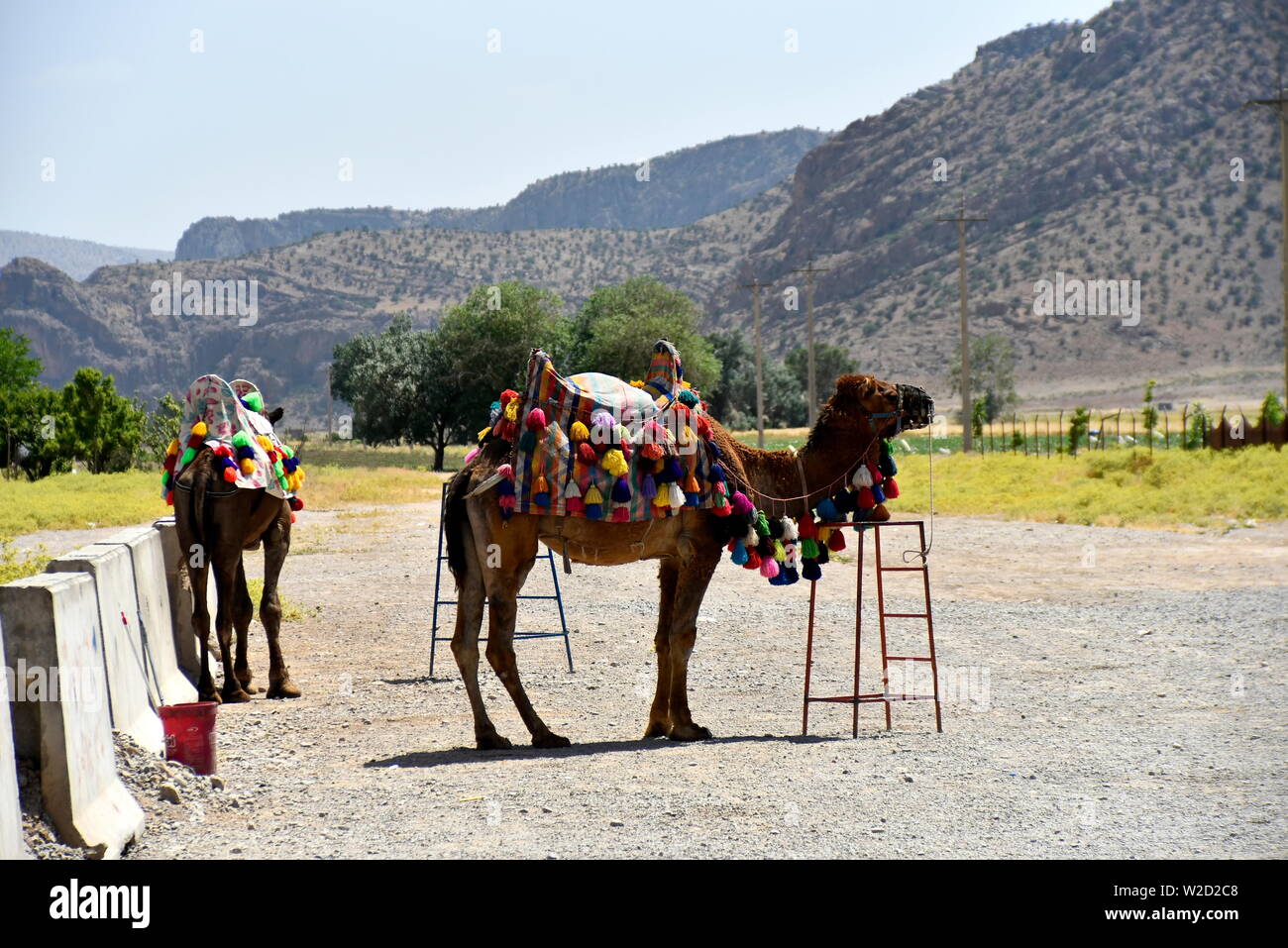Pasargadae, Shiraz, Fars Province, Iran, June 22, 2019, the camel in ...