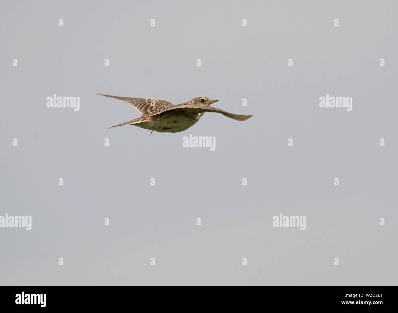 Skylark, Alauda arvensis, single bird in flight, Fleetwood, Lancashire ...