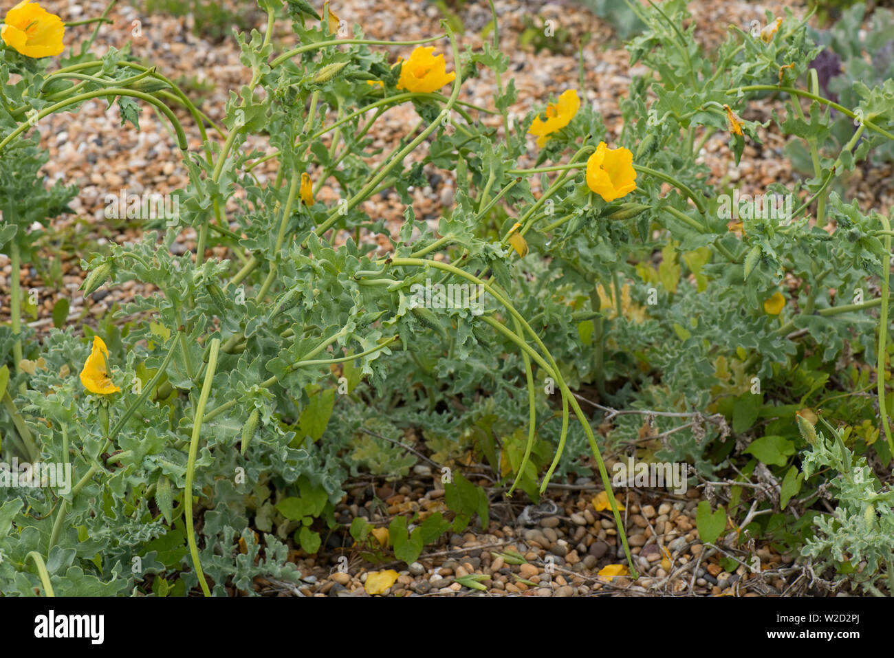 Yellow horned poppy or hornpoppy, Glaucium flavum, plant with flowers ...