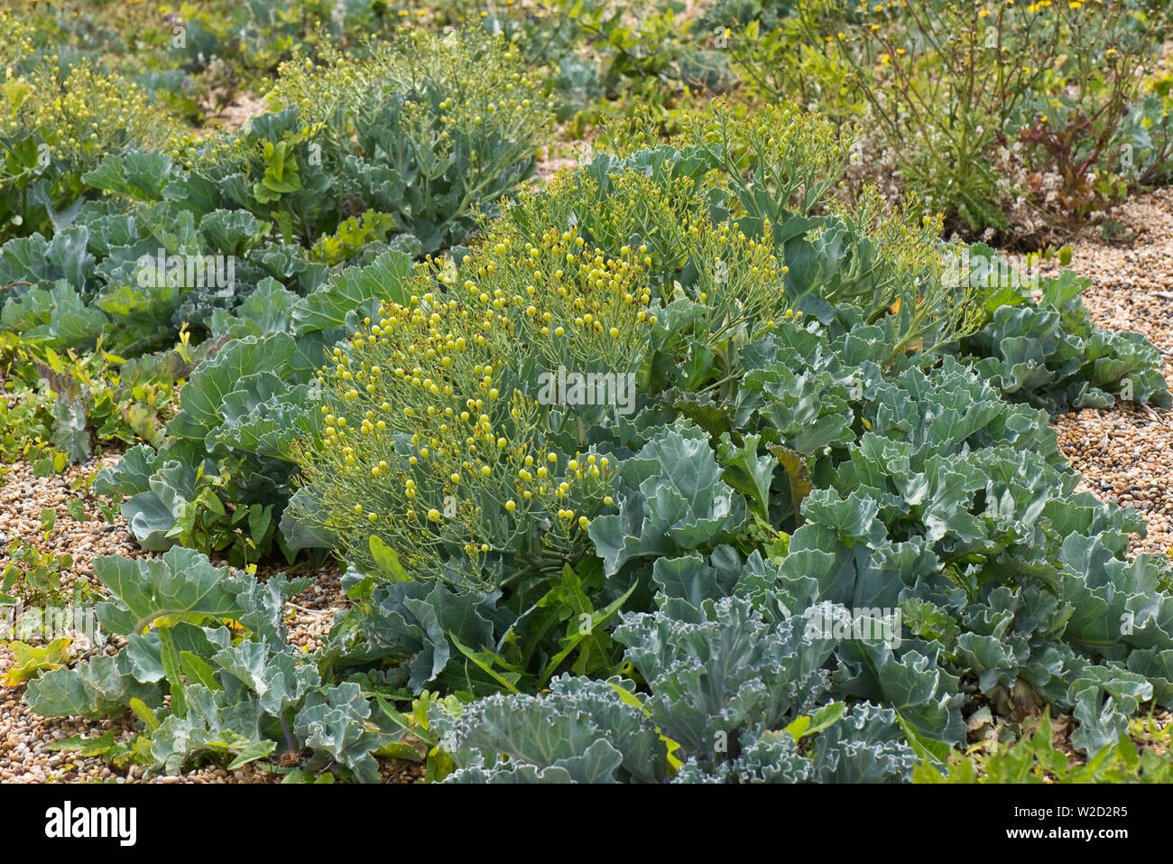 Sea kale, Crambe maritima, halophtic cabbagee-like plant seeding on ...