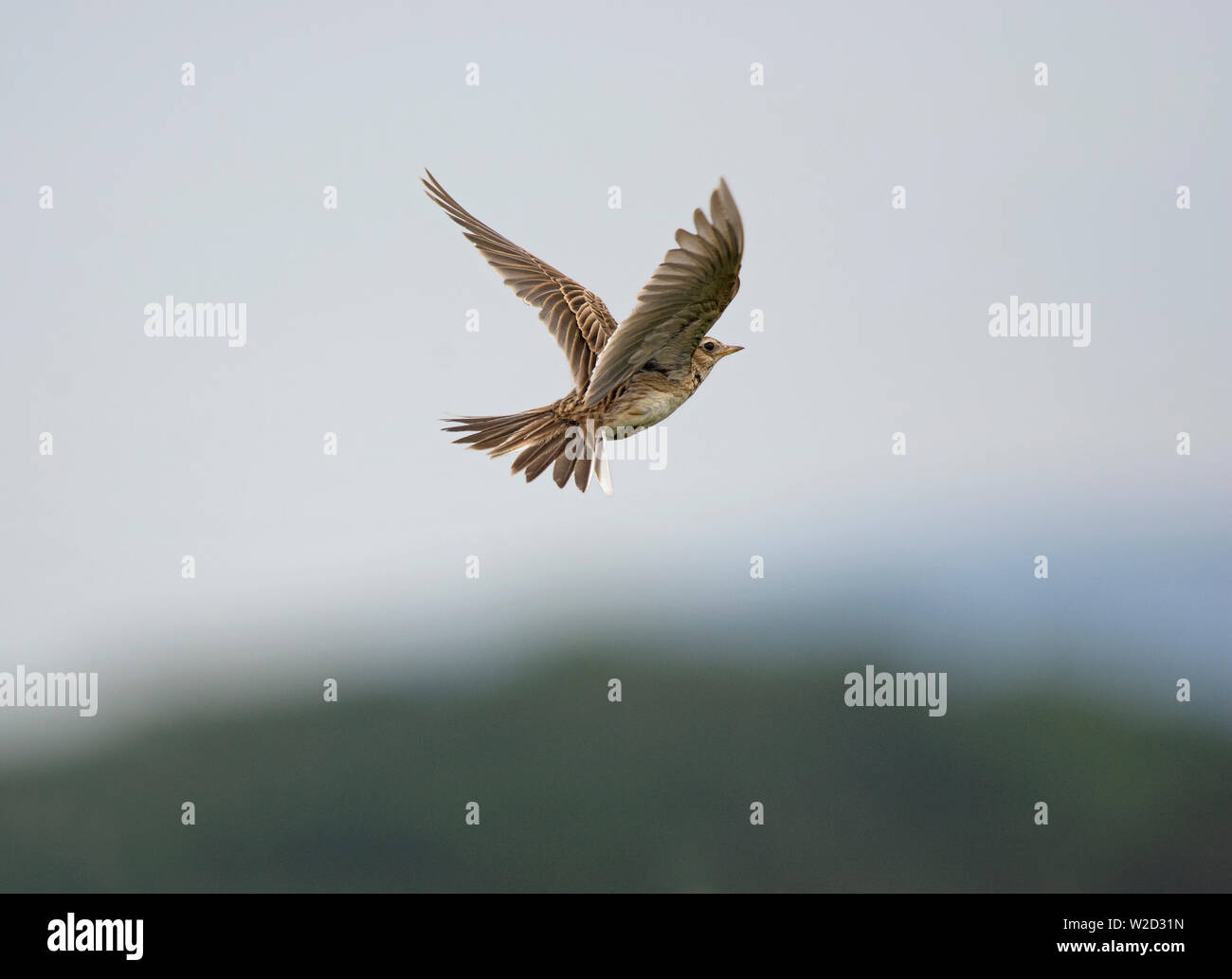 Skylark uk hovering hi-res stock photography and images - Alamy