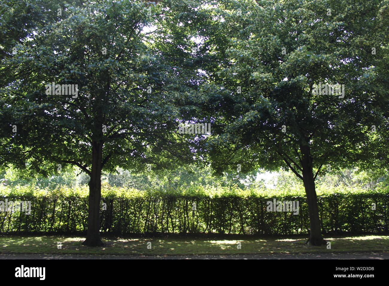 Beautiful trees sunlight britain hi-res stock photography and images ...