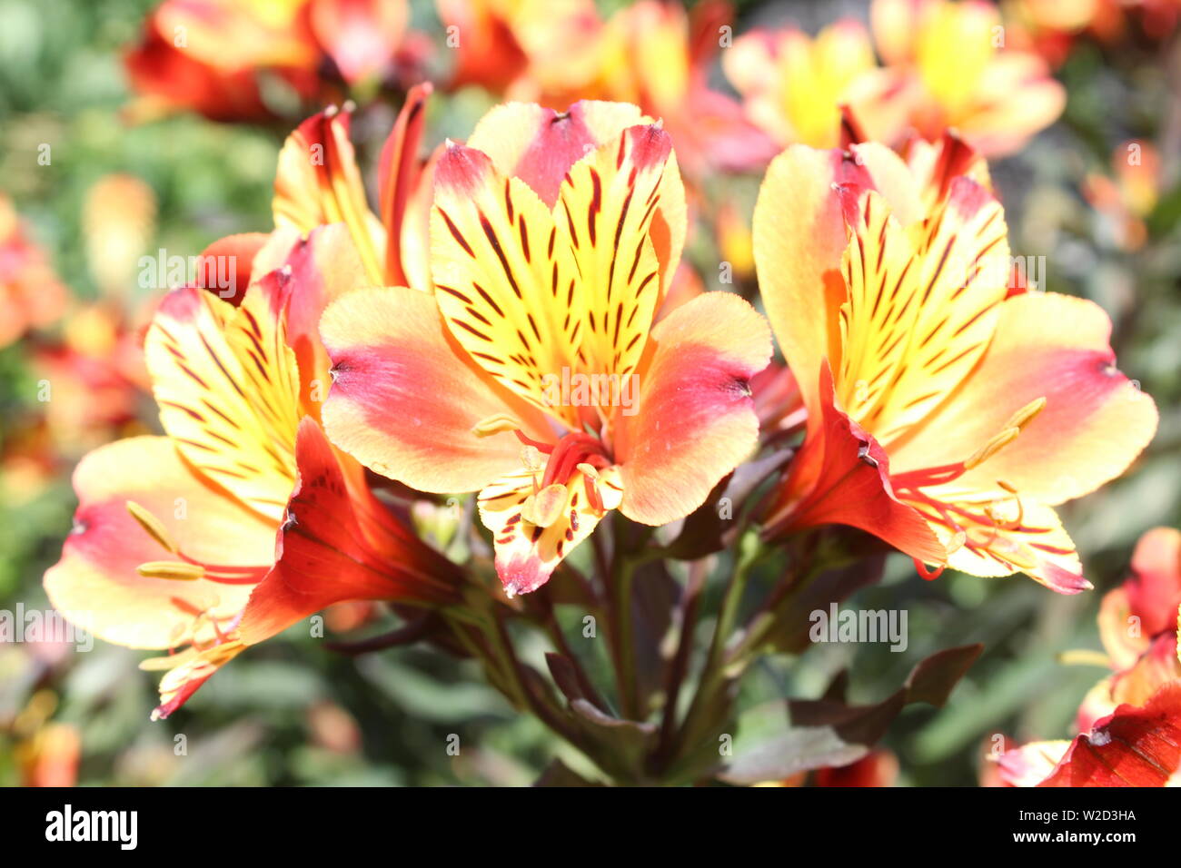 Asiatic lilies garden hi-res stock photography and images - Alamy Asiatic lilies garden hi-res stock photography and images - Alamy