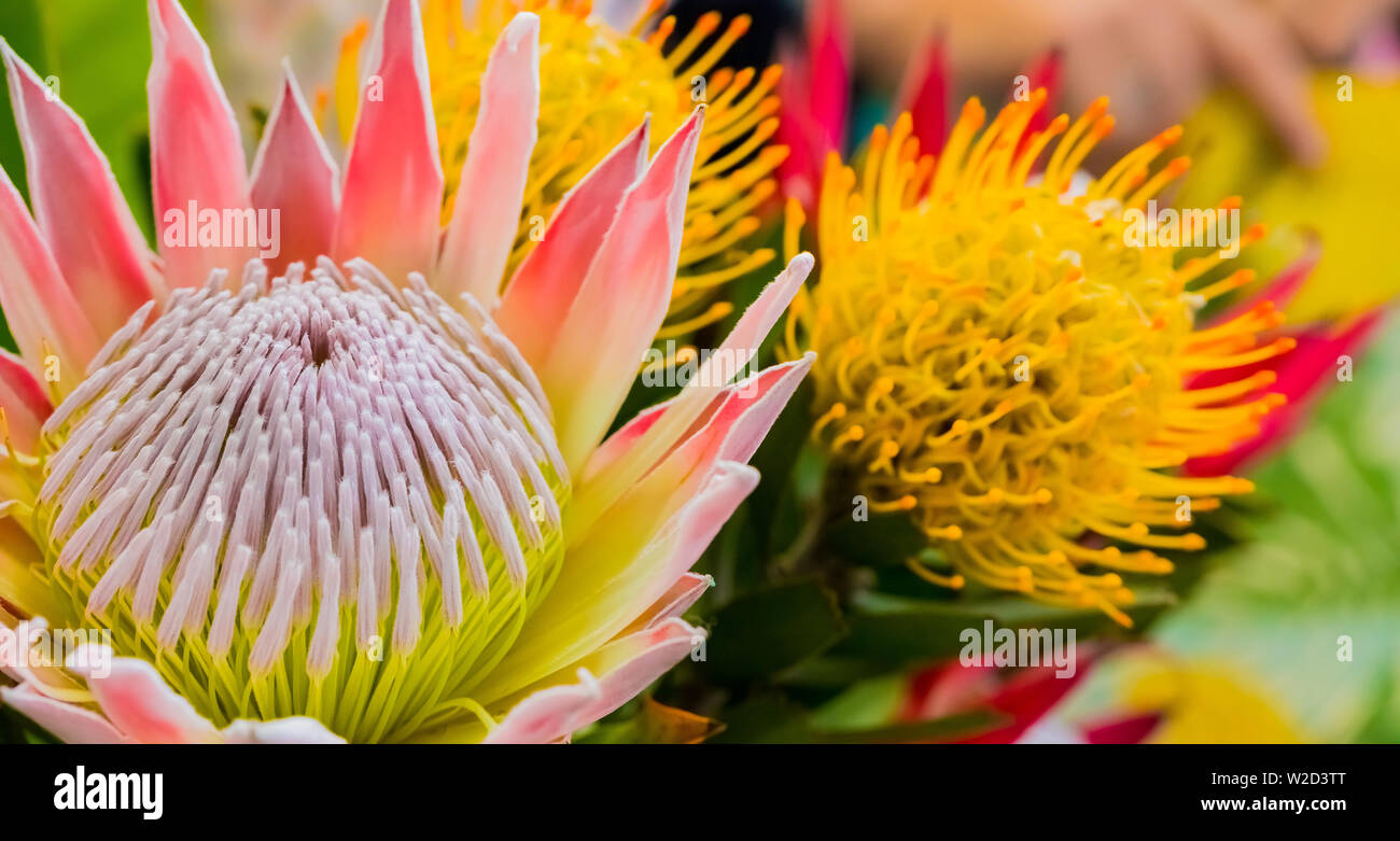 Orange and green proteas hi-res stock photography and images - Alamy