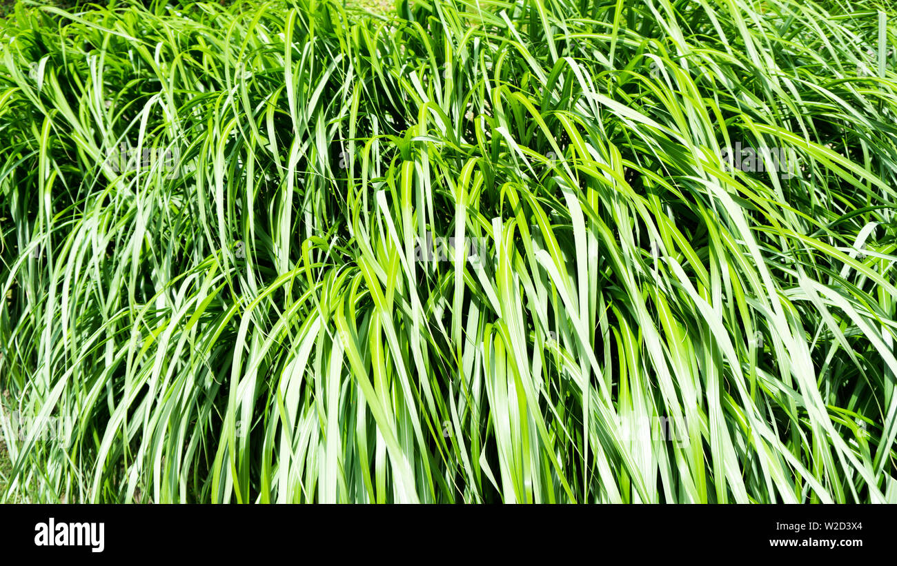 Tall garden grass hi-res stock photography and images - Alamy