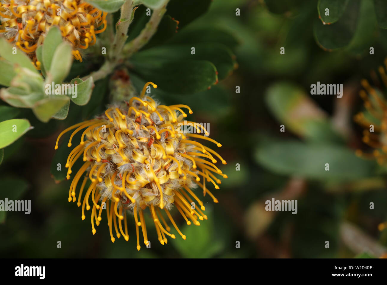 Banksia plant in Australia Stock Photo - Alamy