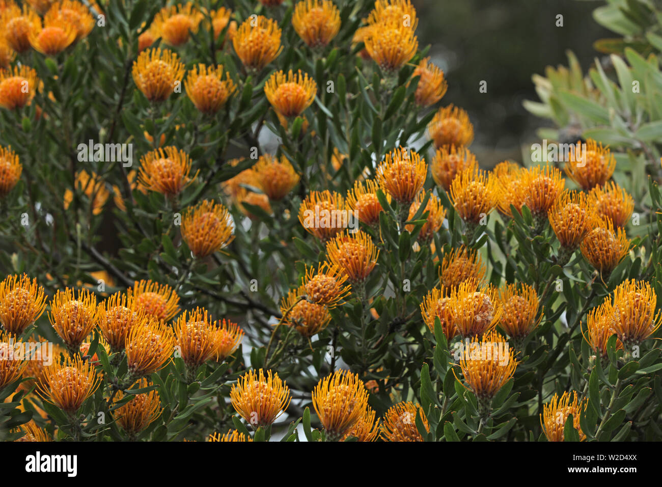 Banksia plant in Australia Stock Photo - Alamy