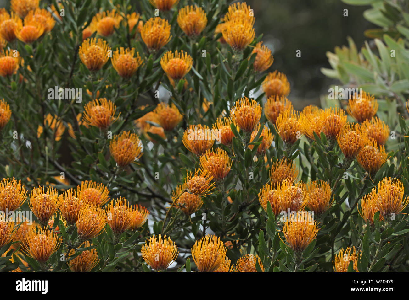 Banksia plant in Australia Stock Photo - Alamy