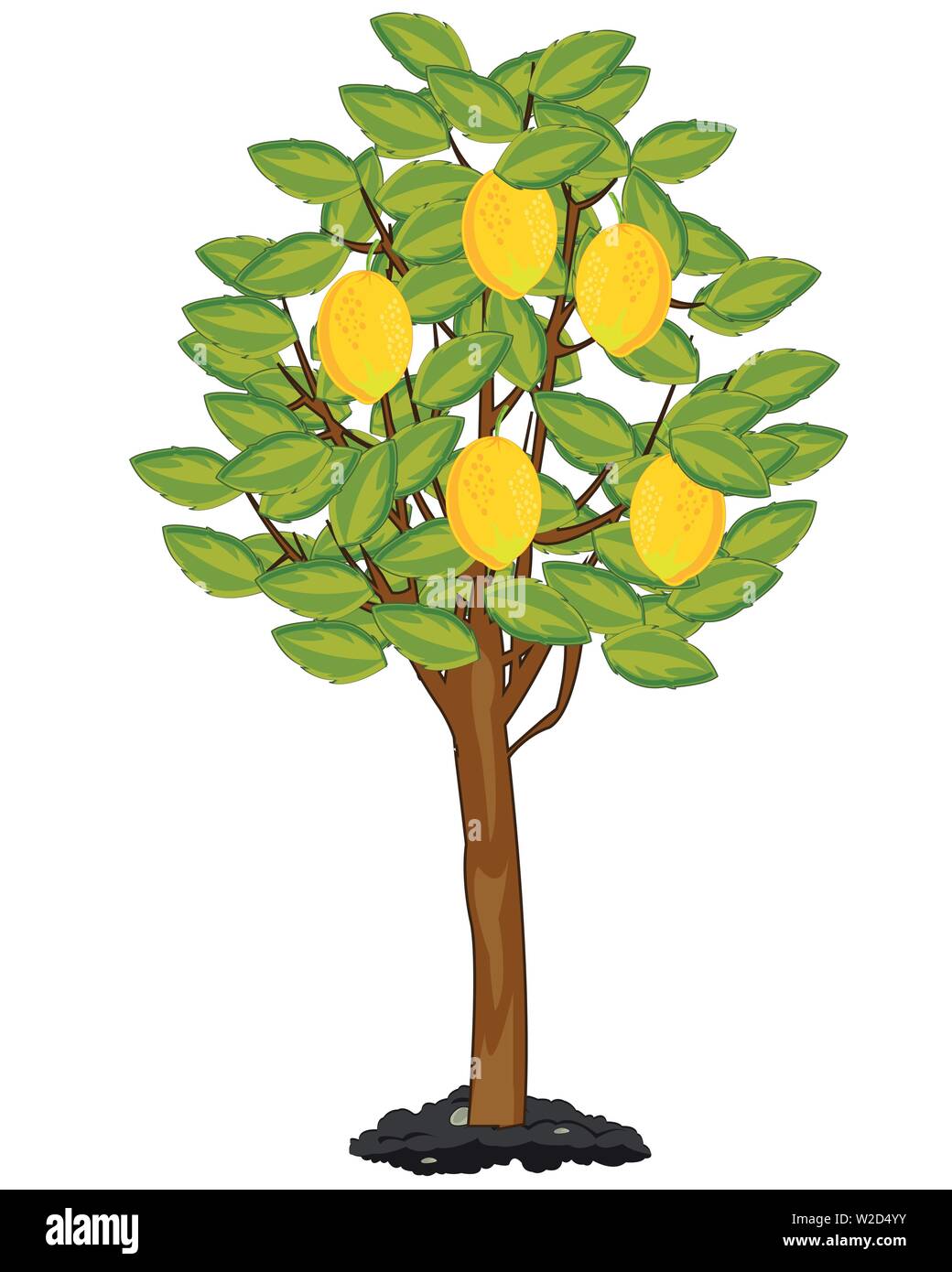 Garden citrus tree harvest Stock Vector Images - Alamy