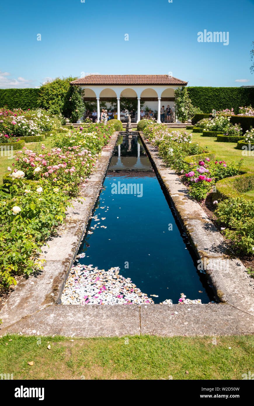 David austin roses hi-res stock photography and images - Alamy