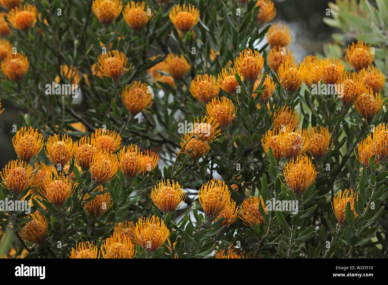 Banksia plant in Australia Stock Photo - Alamy