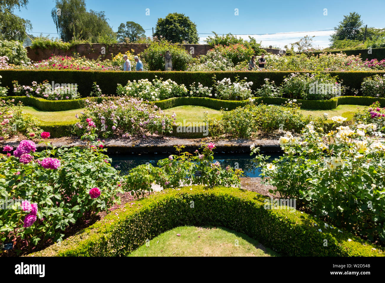 David Austin Roses, people buying rose plants Stock Photo - Alamy