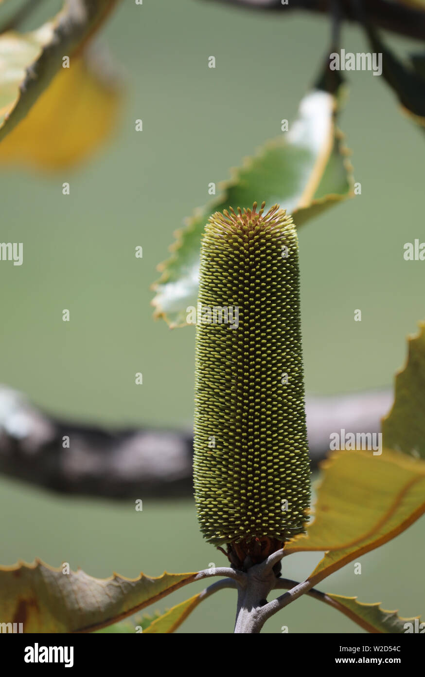Banksia plant in Australia Stock Photo - Alamy