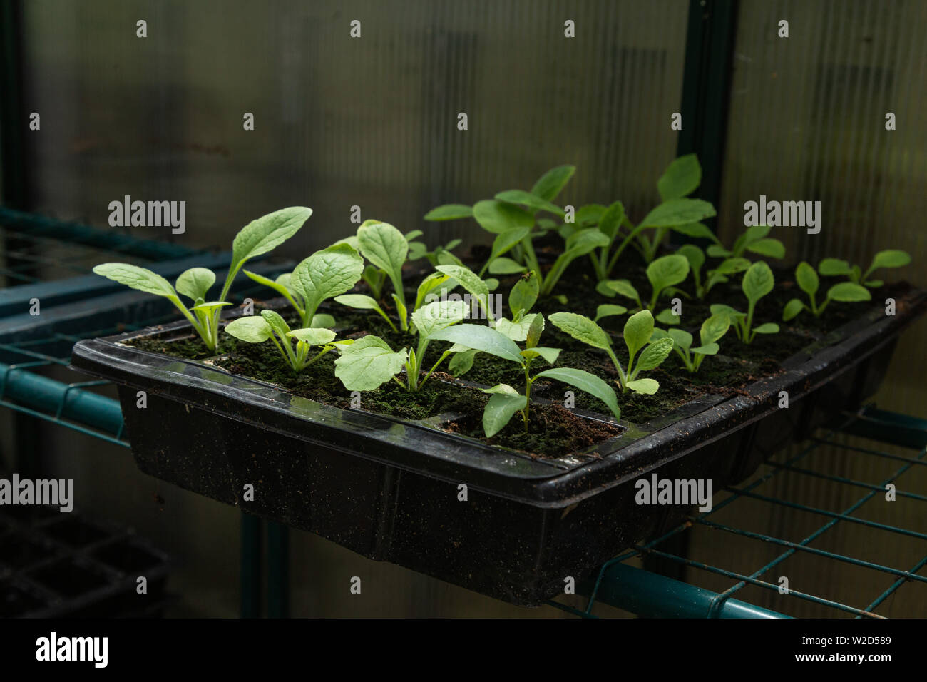 Foxglove seedling hi-res stock photography and images - Alamy