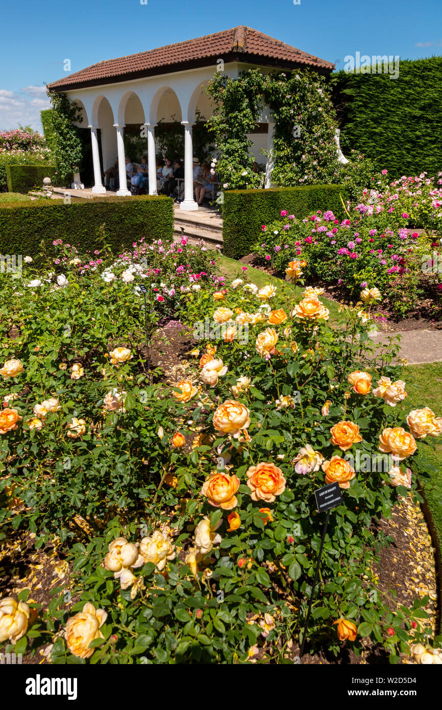 David Austin Roses, people buying rose plants Stock Photo - Alamy