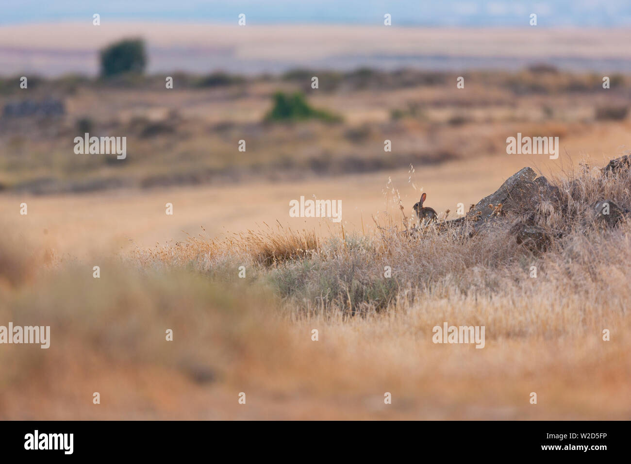EUROPEAN RABBIT O COMMON RABBIT(Oryctolagus cuniculus Stock Photo - Alamy