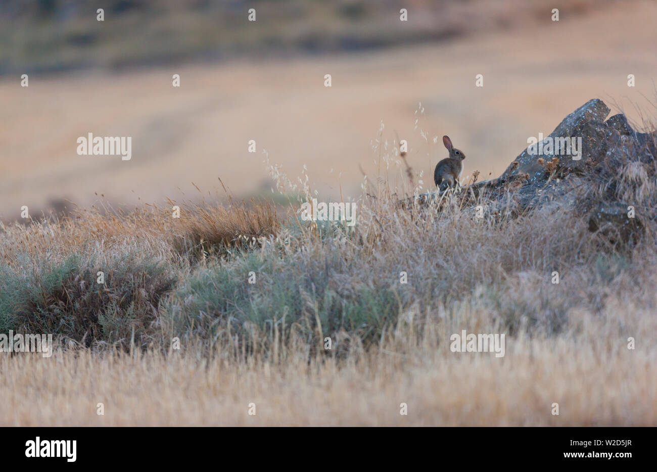 EUROPEAN RABBIT O COMMON RABBIT(Oryctolagus cuniculus Stock Photo - Alamy