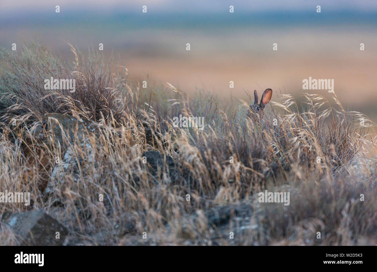 EUROPEAN RABBIT O COMMON RABBIT(Oryctolagus cuniculus Stock Photo - Alamy