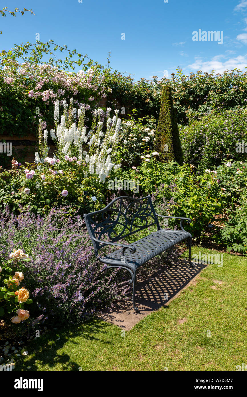 David austin roses hi-res stock photography and images - Alamy