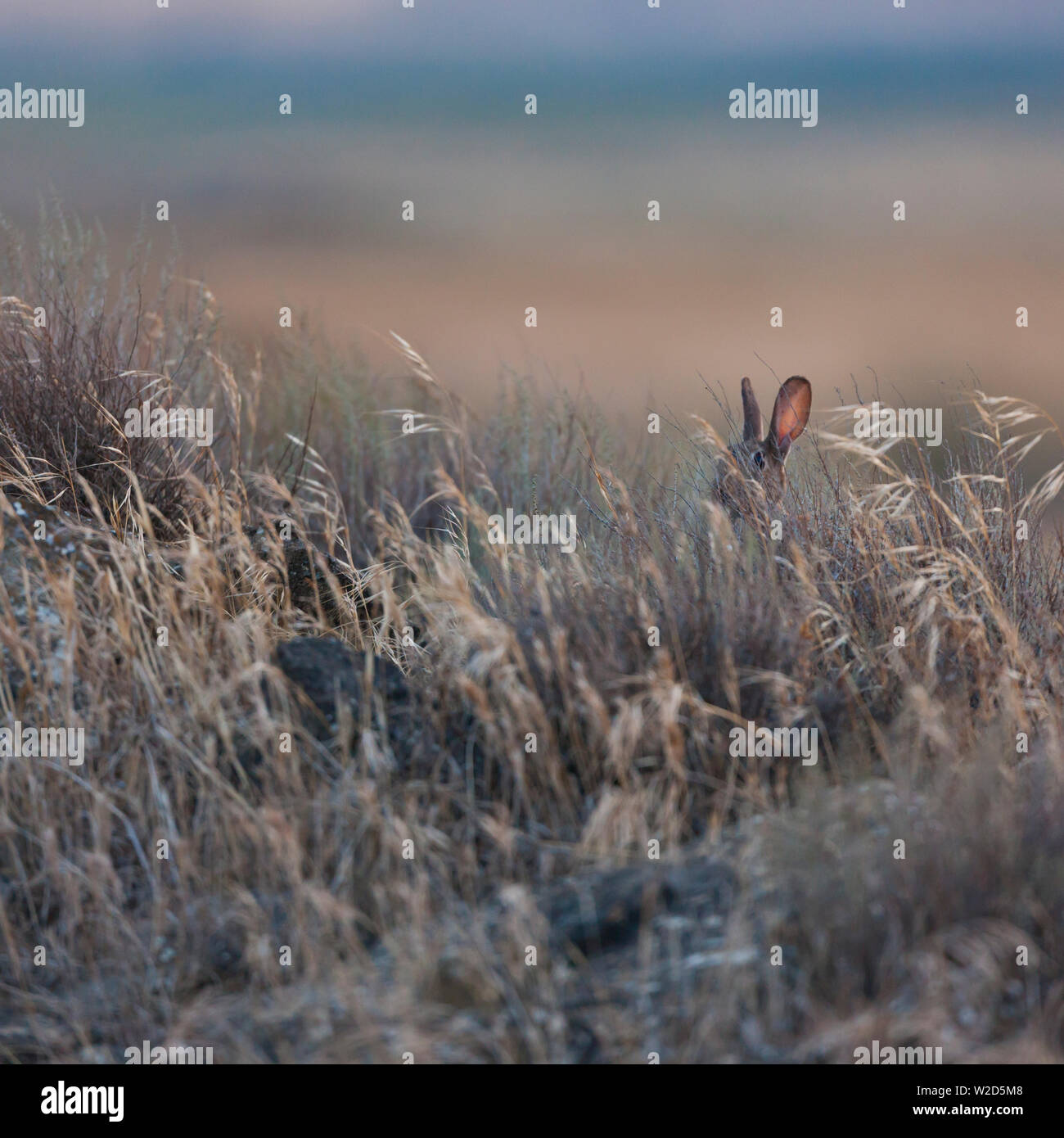 EUROPEAN RABBIT O COMMON RABBIT(Oryctolagus cuniculus Stock Photo - Alamy