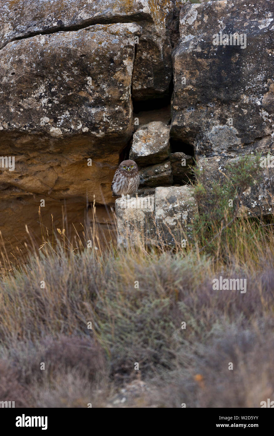 LITTLE OWL - MOCHUELO COMUN (Athene noctua Stock Photo - Alamy