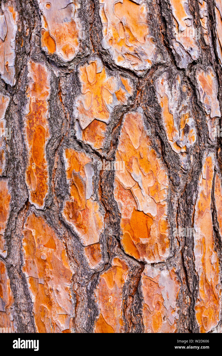 Close up texture background of brown bark of pine tree. Natural ...