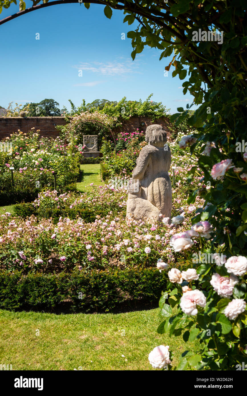 David austin roses hi-res stock photography and images - Alamy