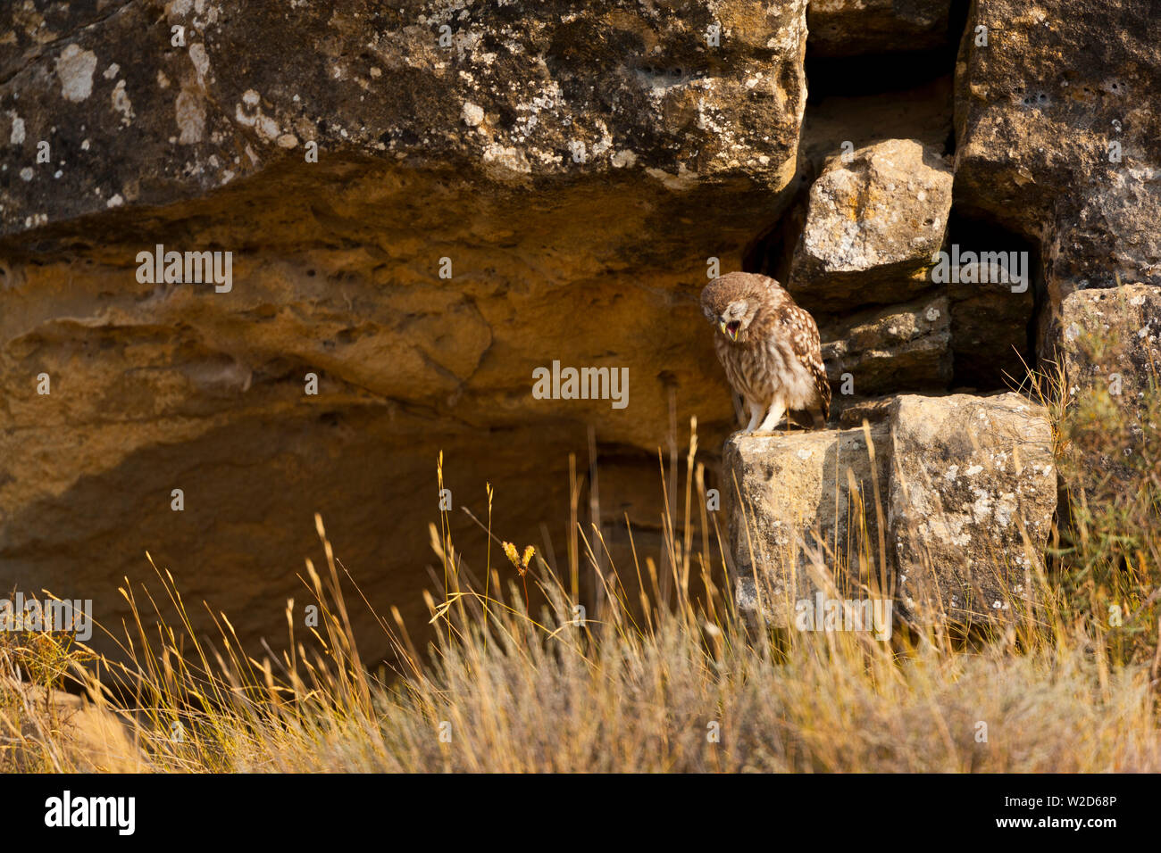 LITTLE OWL - MOCHUELO COMUN (Athene noctua Stock Photo - Alamy