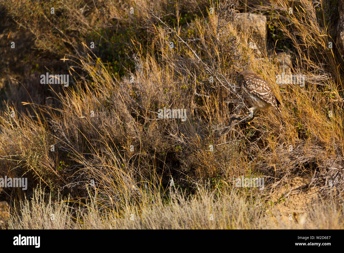 LITTLE OWL - MOCHUELO COMUN (Athene noctua Stock Photo - Alamy