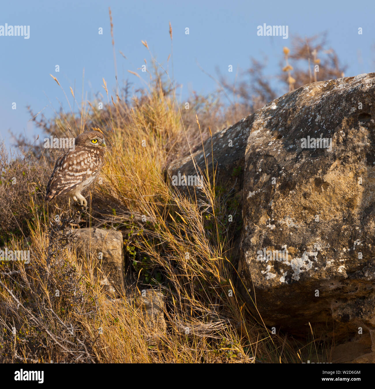 LITTLE OWL - MOCHUELO COMUN (Athene noctua Stock Photo - Alamy