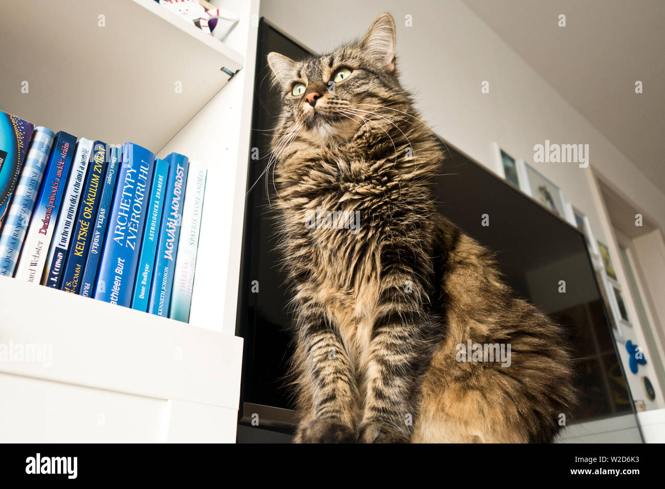 Standing european cat hi-res stock photography and images - Alamy