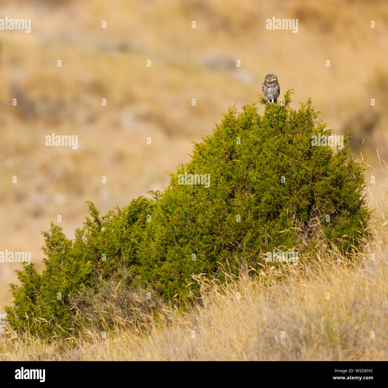LITTLE OWL - MOCHUELO COMUN (Athene noctua Stock Photo - Alamy