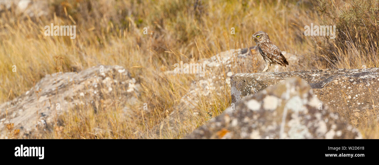 LITTLE OWL - MOCHUELO COMUN (Athene noctua Stock Photo - Alamy