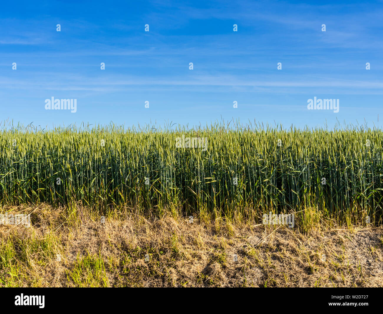 Grain barley hi-res stock photography and images - Alamy