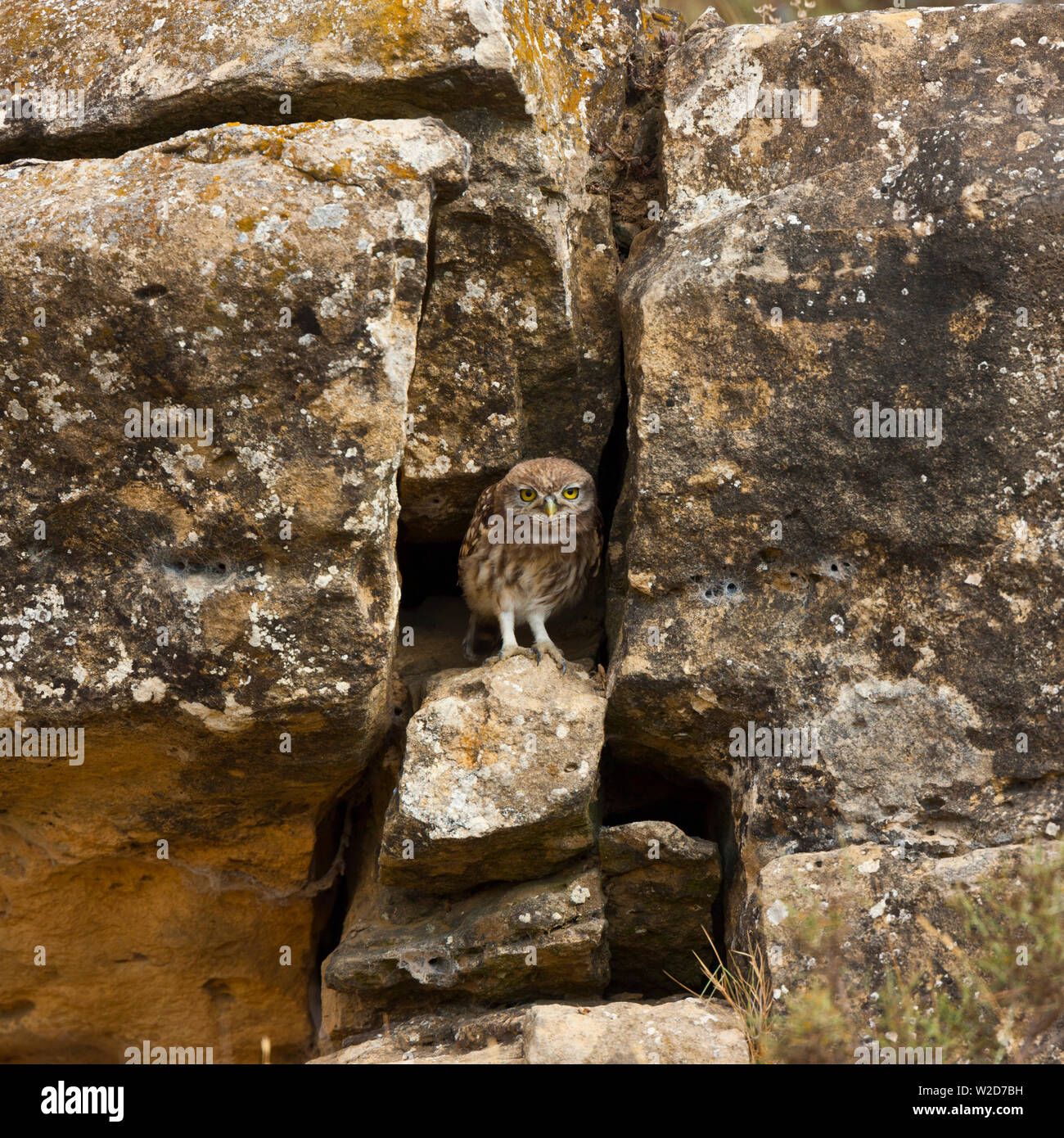 LITTLE OWL - MOCHUELO COMUN (Athene noctua Stock Photo - Alamy