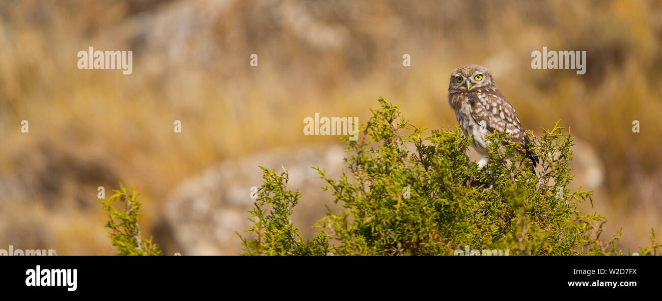 LITTLE OWL - MOCHUELO COMUN (Athene noctua Stock Photo - Alamy
