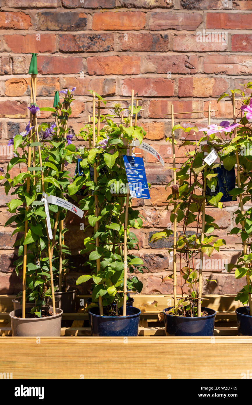 Plants for sale, garden centre UK Stock Photo - Alamy