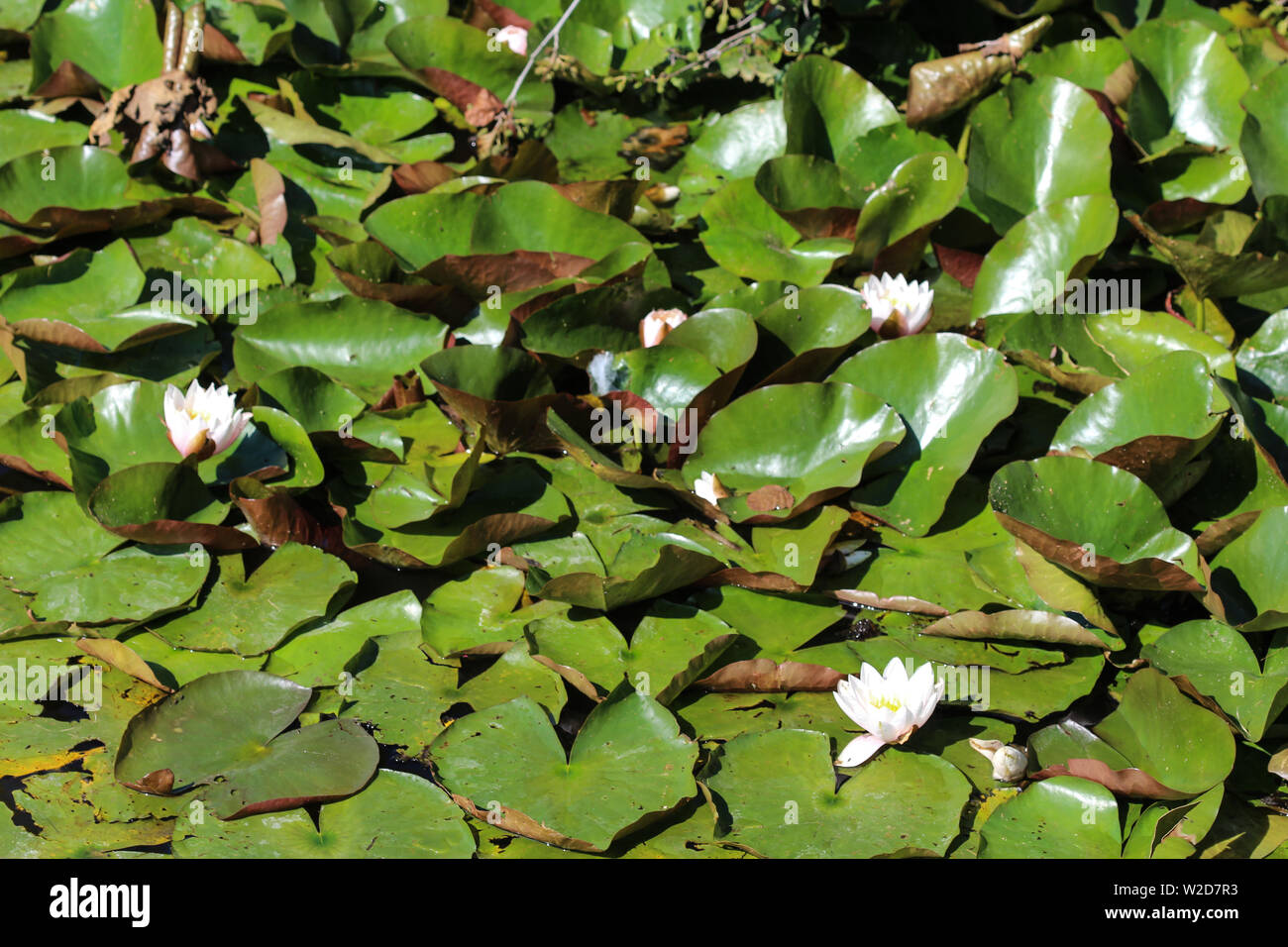 Close up of Nymphaea alba, also known as the European white water lily ...