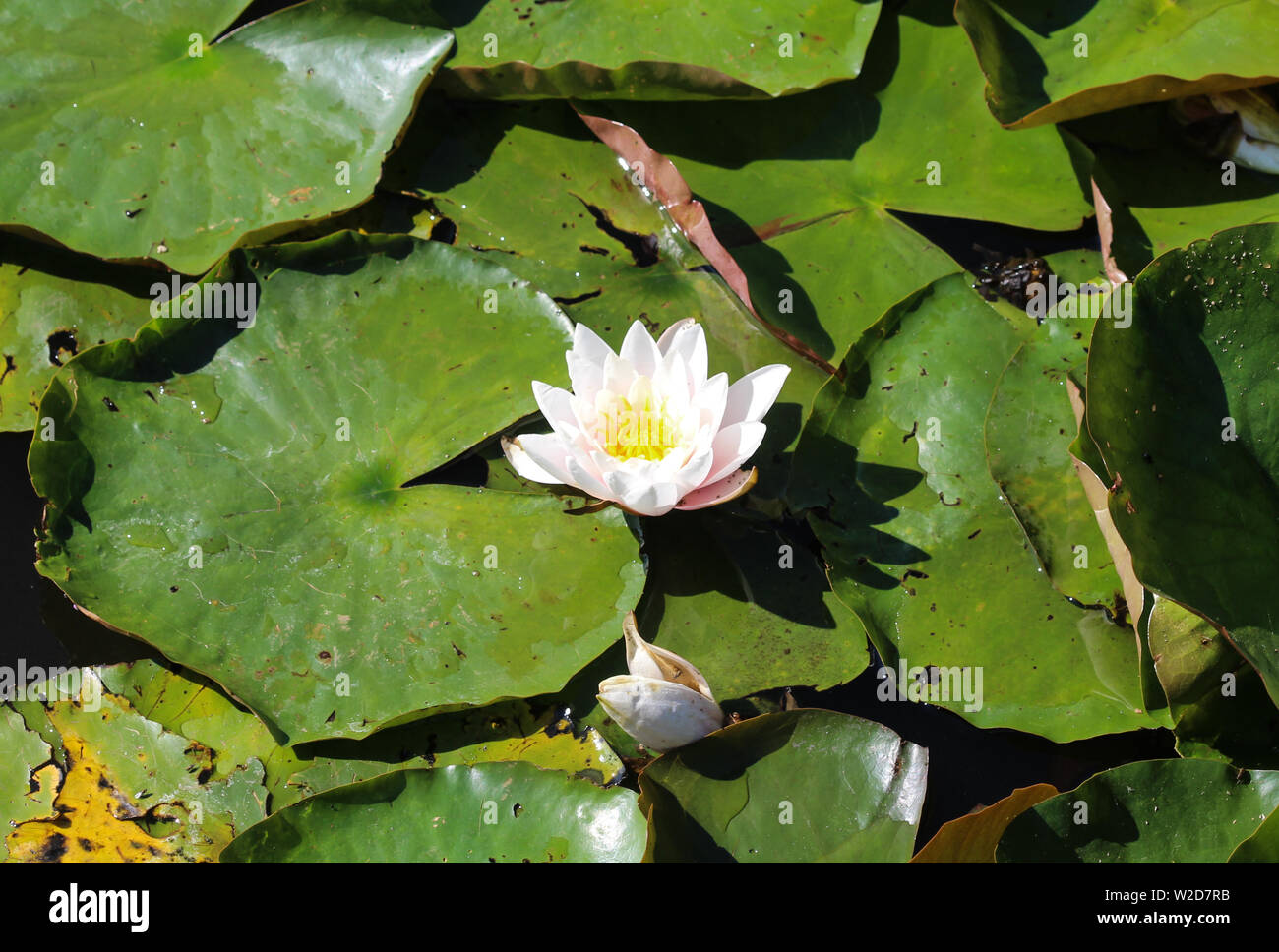 Close up of Nymphaea alba, also known as the European white water lily ...