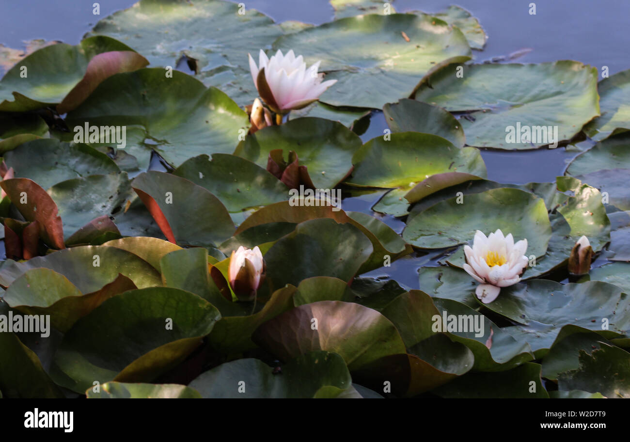 Close up of Nymphaea alba, also known as the European white water lily ...
