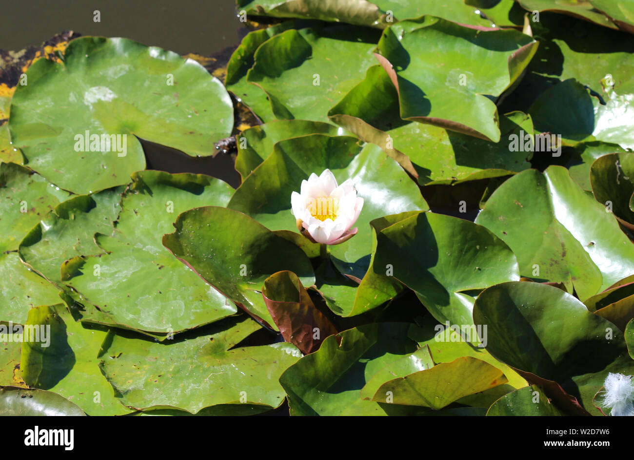 Close up of Nymphaea alba, also known as the European white water lily ...