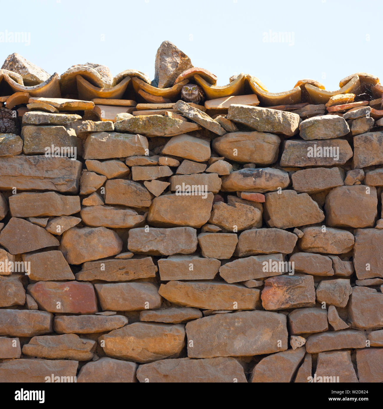 LITTLE OWL - MOCHUELO COMUN (Athene noctua Stock Photo - Alamy