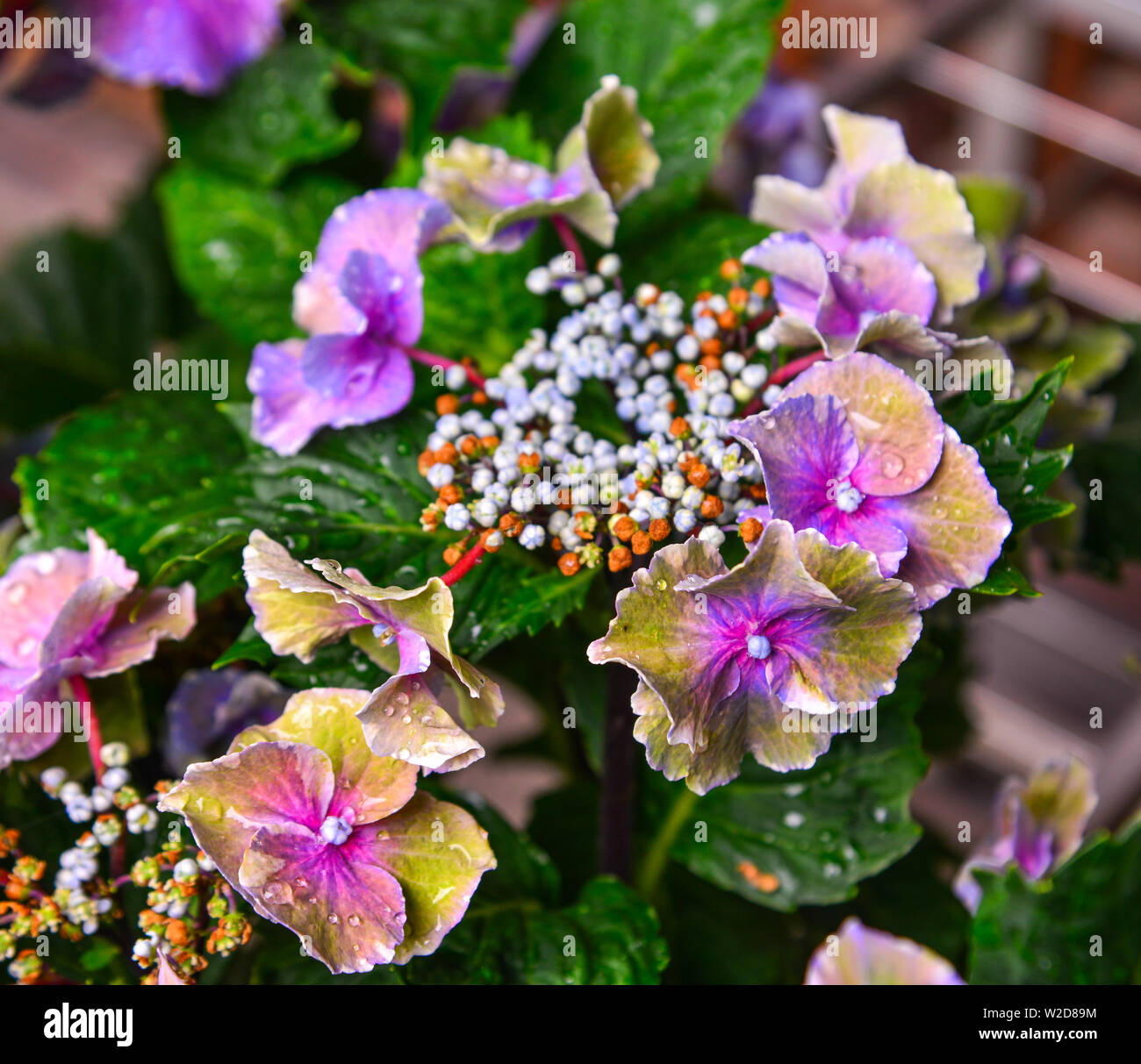 Ajisai flower (Hydrangea) blooming in spring and summer at botanic ...