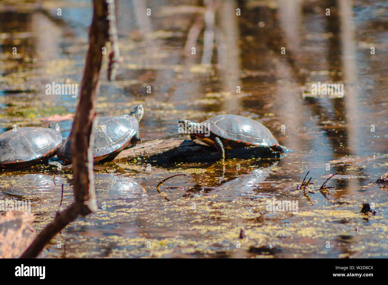 Turtle of michigan hi-res stock photography and images - Alamy