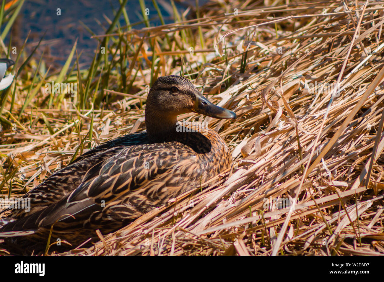 Female mallard duck sitting in tall grass in a wetland Stock Photo - Alamy