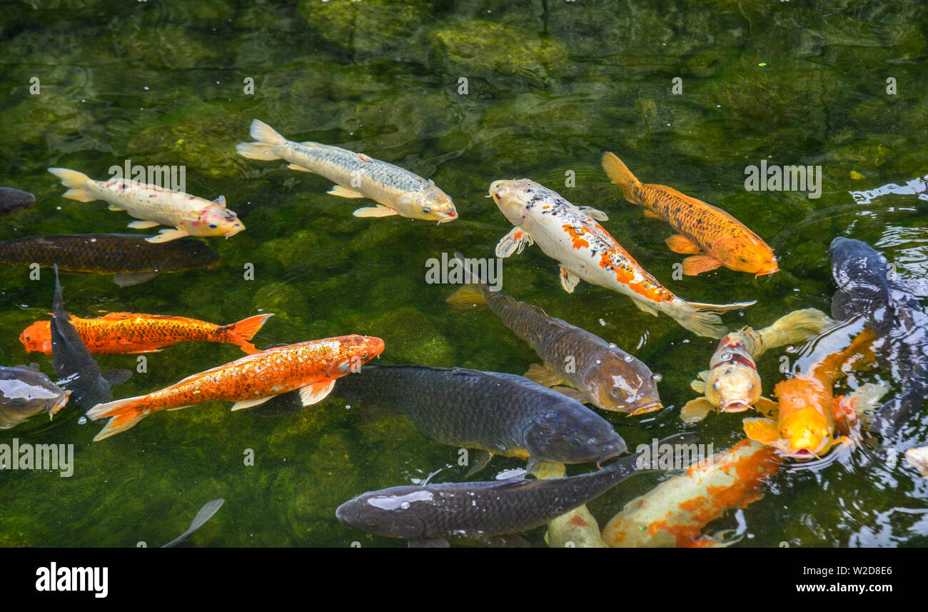Colorful Koi fish on the pond in Kyoto, Japan. Koi fish is kept for ...