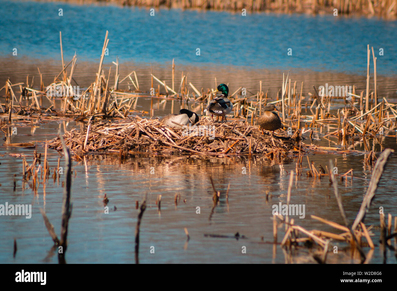 Mallard duck nest on a spring day in a lake Stock Photo - Alamy