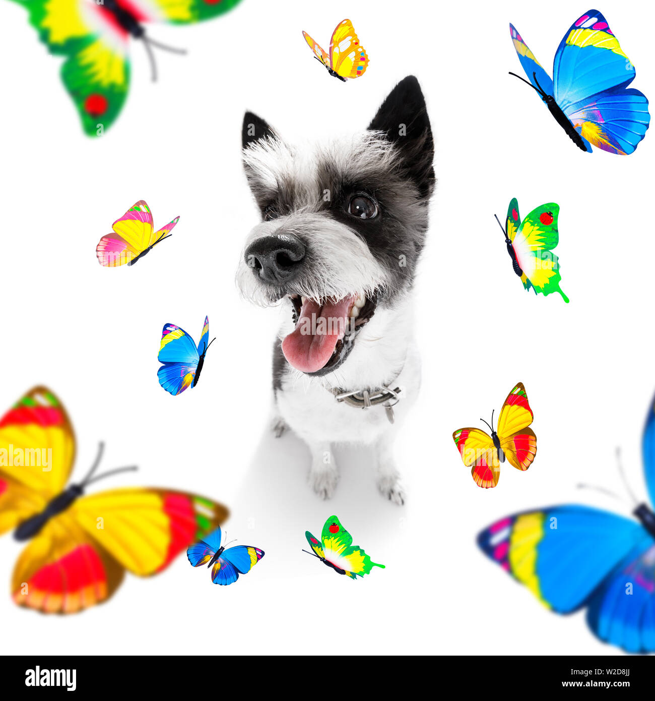 flying butterflies and a dog in love for spring and valentines day ...
