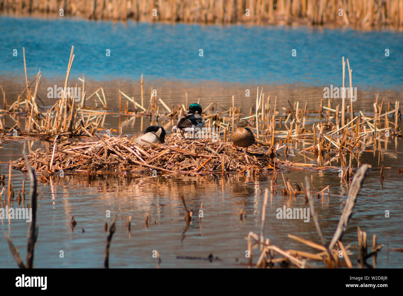 Mallard ducks nesting in a wetlands Stock Photo - Alamy