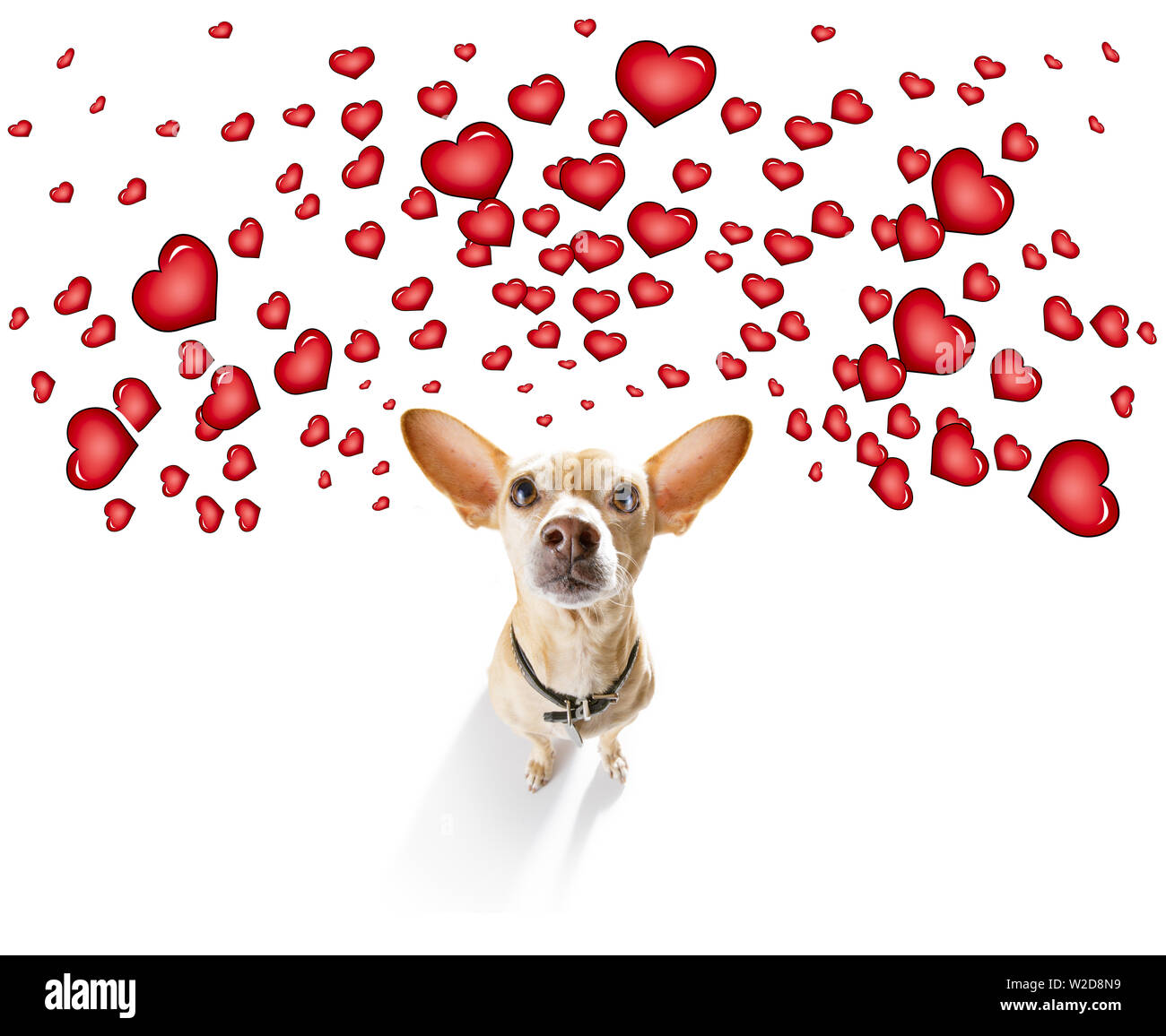 Are Chihuahuas Loving Dogs